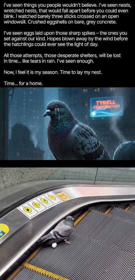 25 Best Memes About Arguing With A Pigeon Arguing With A Pigeon Memes