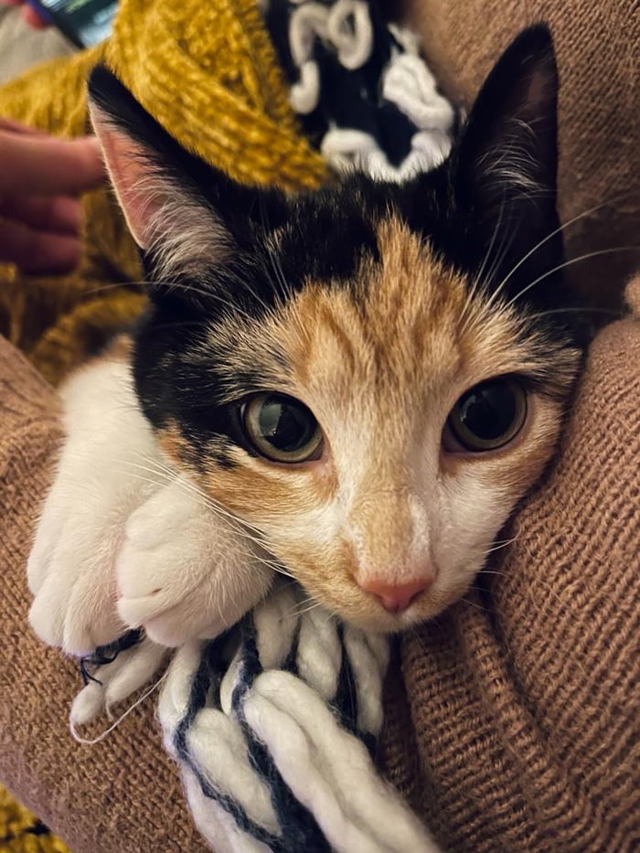 Say hi to Cleo - 9GAG