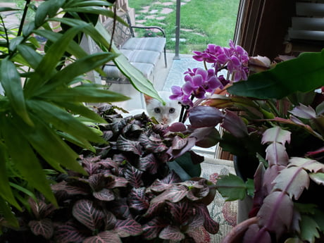 Best Funny orchid Memes - 9GAG
