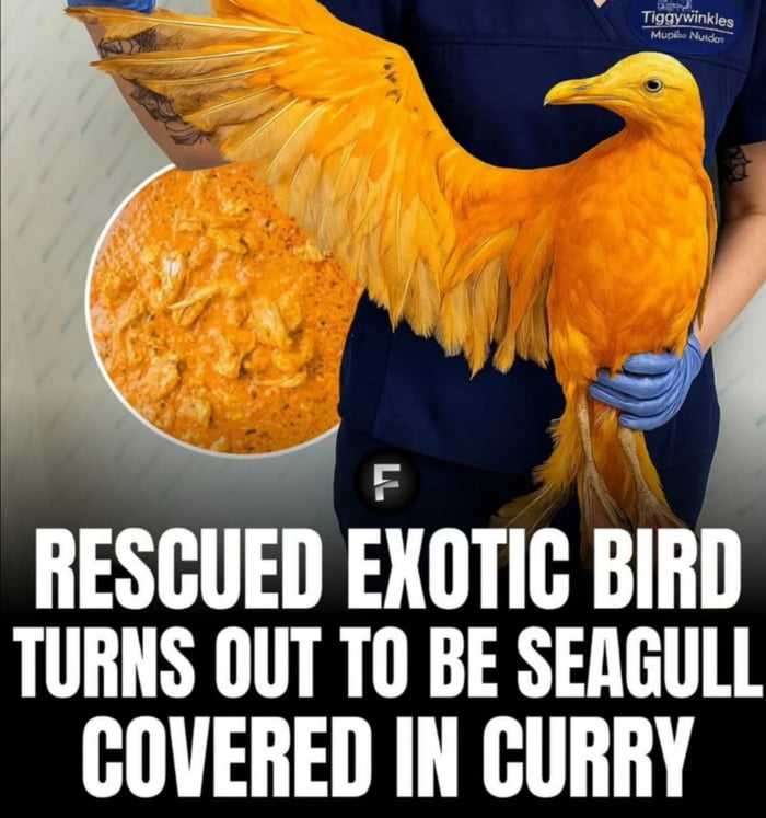 Seagull curry - 9GAG