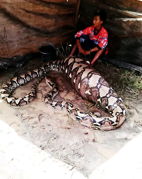 Best Funny python Memes - 9GAG