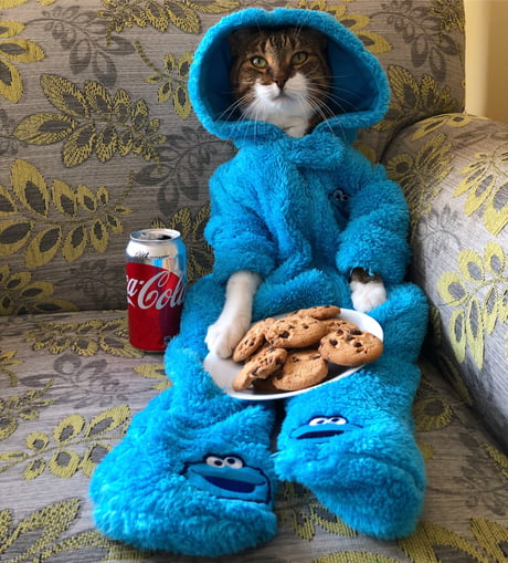 Cookie Monster Cat Memes Meme] When COOKIES Is Uncaged And Internet