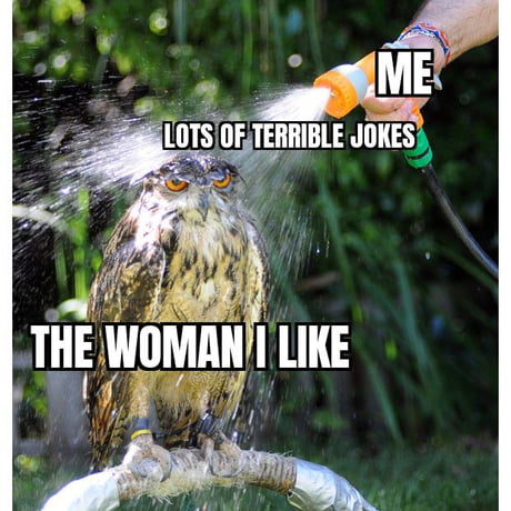 Self Control Owl Meme