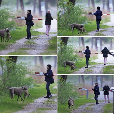 Best Funny roe deer Memes - 9GAG