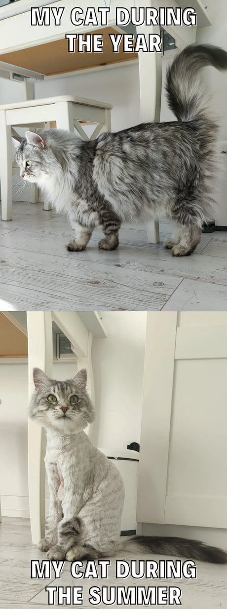 Best Funny Siberian Cat Memes - 9GAG