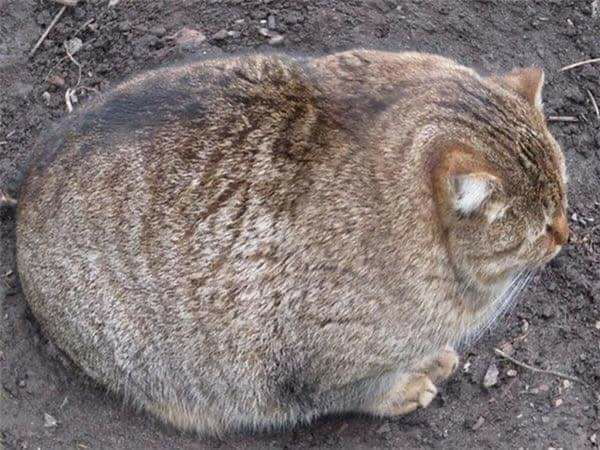 Chonky boi - 9GAG