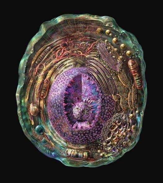 The most detailed image of a human cell to date, obtained via ...