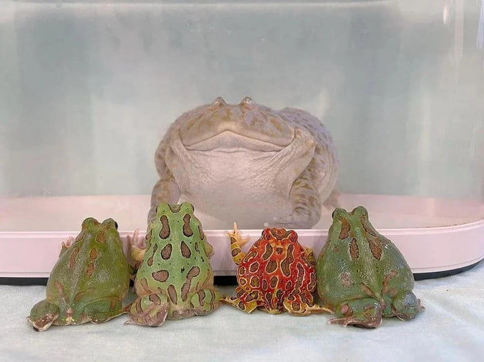 The old Toad, kept in captivity for the sake of frog-kind. Few have ...