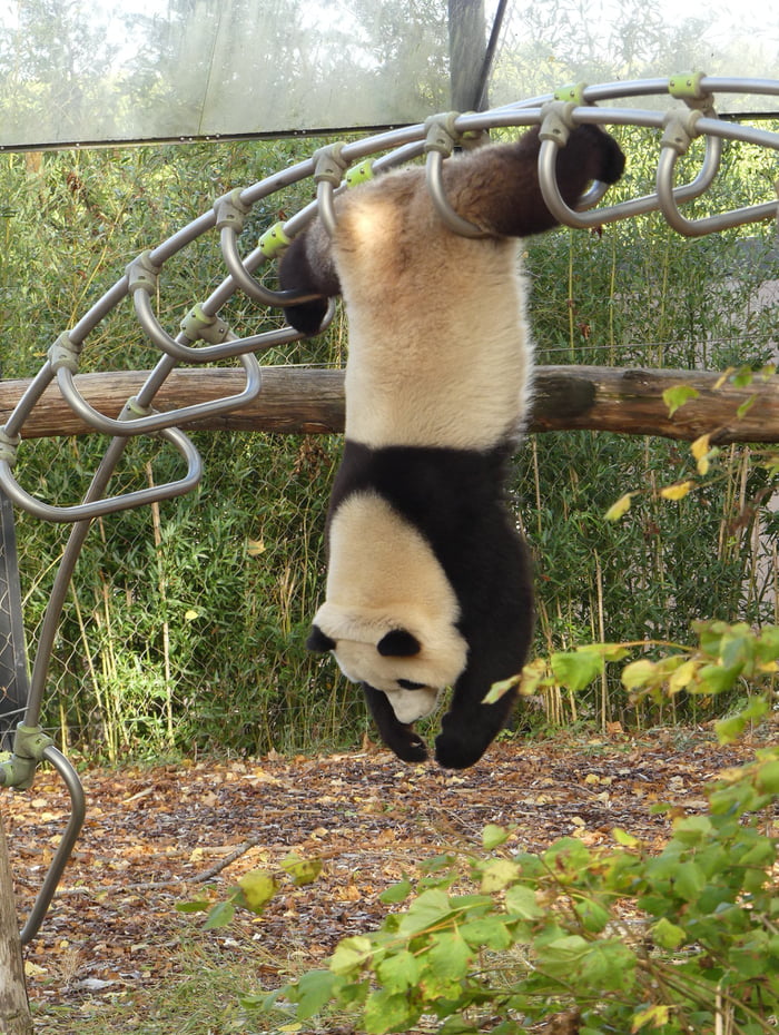Panda Olympic Gymnast Derp - 9GAG