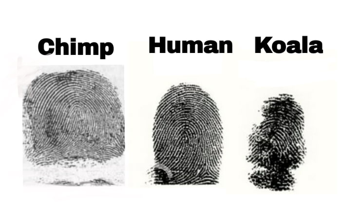 A chimp, human and koala fingerprints compared against each other. They ...