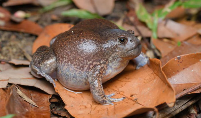 Look At This Toadly Grumpy, Round Frog From Cambodia - 9GAG