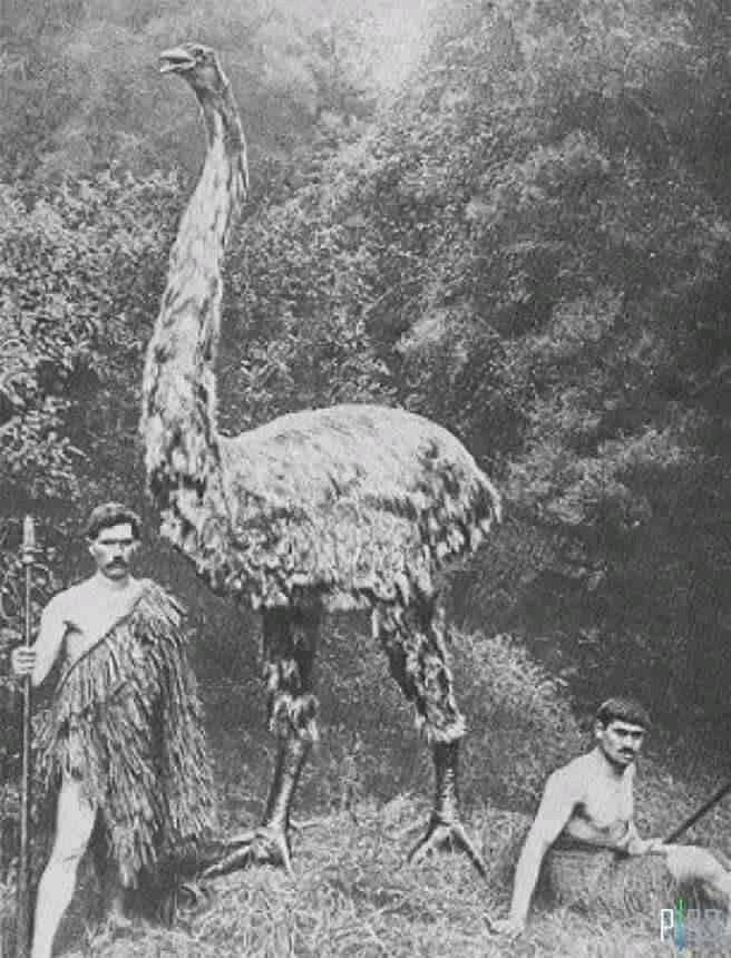 The giant moa, a flightless bird that stood up to ten feet tall. - 9GAG