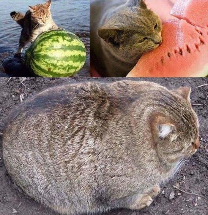 Melon cat - 9GAG