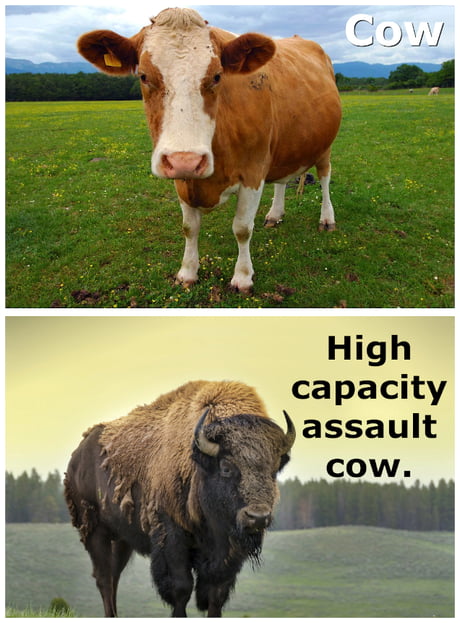 Best Funny bison Memes - 9GAG