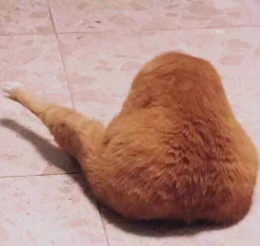 Kentucky Fried Cat - 9GAG