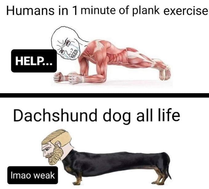 Dog chad - 9GAG