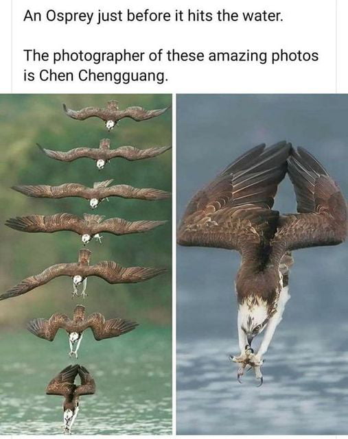 Amazing creature. - 9GAG