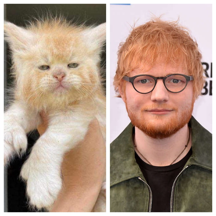If Ed Sheeran was a cat 😸 - 9GAG