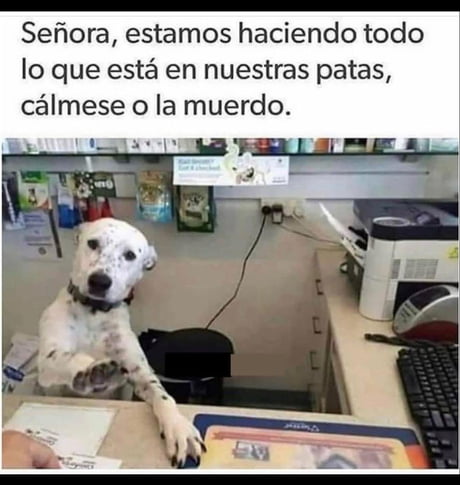Meme Del Cane Vendicativo