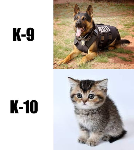 Best Funny k9 Memes - 9GAG