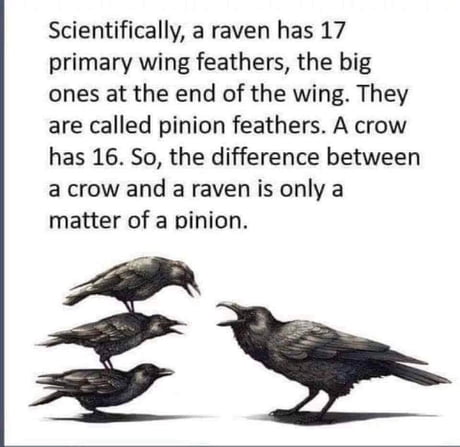 Best Funny raven Memes - 9GAG