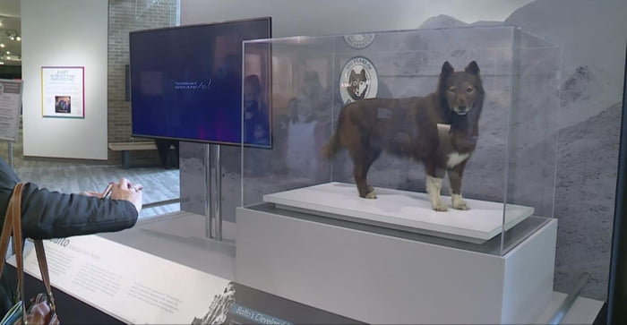 Meet Balto ( preserved body ) , a dog that went the final 85 Km to ...