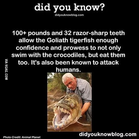 Nope Meme Big Fish 9 Scary Fish To Haunt Your Dreams