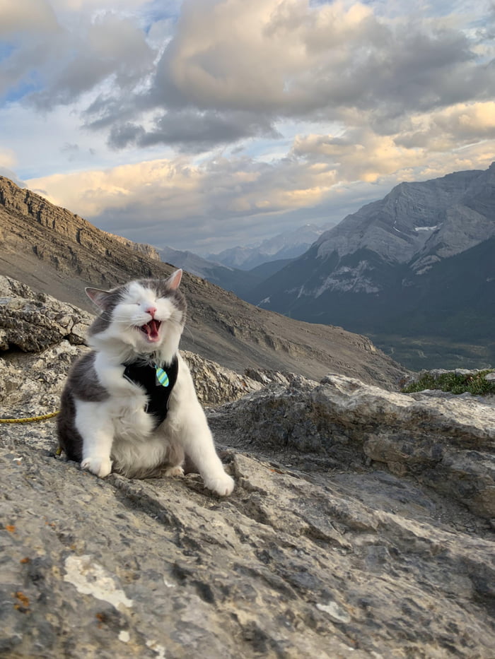 Cat on mountain - 9GAG
