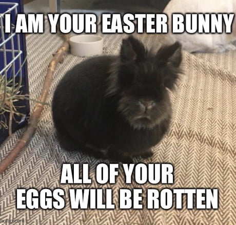 Grumpy Easter Bunny