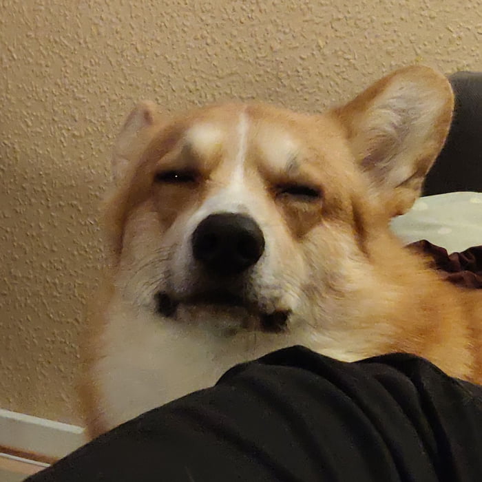 Disapproving corgi - 9GAG