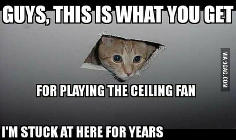 Cat Stuck On Ceiling Fan | Shelly Lighting