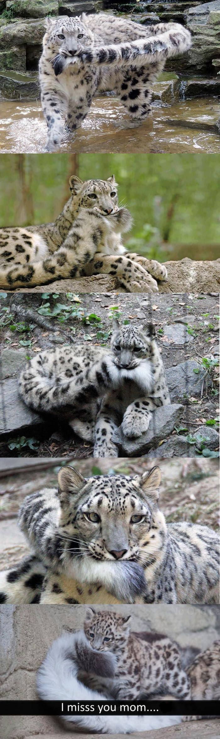 Snow leopards are precious - 9GAG