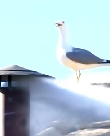 Evil Seagull Memes