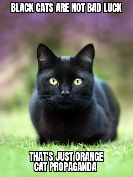 Best Funny black cat Memes - 9GAG
