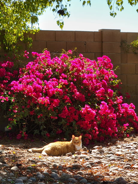 Best Funny bush Memes - 9GAG