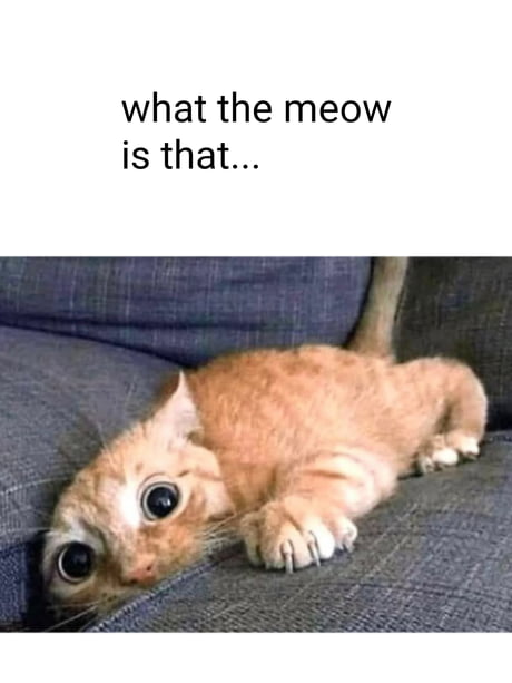 Best Funny meow Memes - 9GAG