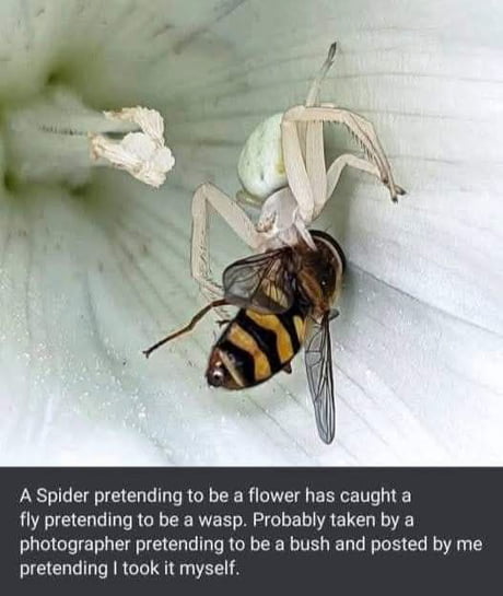 Best Funny fly Memes - 9GAG