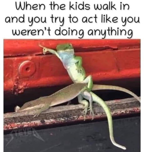 Memes Of Lizards 15+ Funny Lizard Meme Png Bundle, Lizard Lizard