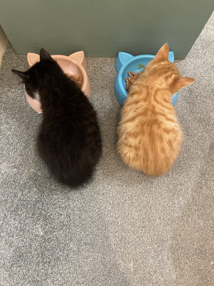 Boop and Beans are finally home - 9GAG