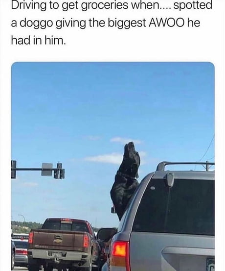 Best Funny dog Memes - 9GAG