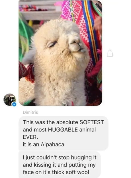 Best Funny alpaca Memes - 9GAG