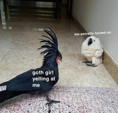 Best Funny parrot Memes - 9GAG