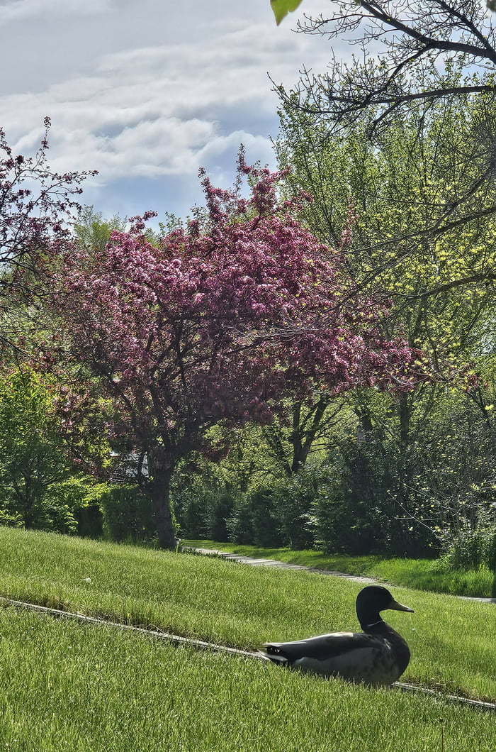Enjoy this picture of the mallard duck that lives on my front lawn this ...