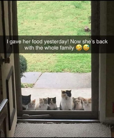 Best Funny cat army Memes - 9GAG