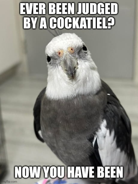 Judging Meme