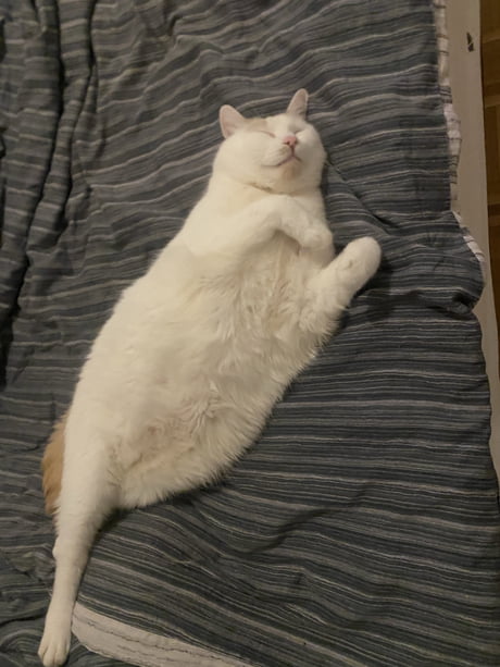 Best Funny fat cat Memes - 9GAG