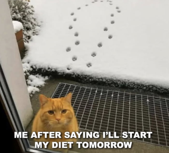 Turnaround cat keeps turning around to eat - 9GAG