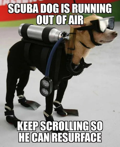 Dog Running Away Meme He Is Running Out Of Air, Please Help This
