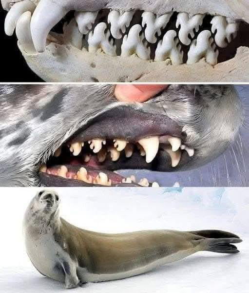 Crab eater seal teeth - 9GAG