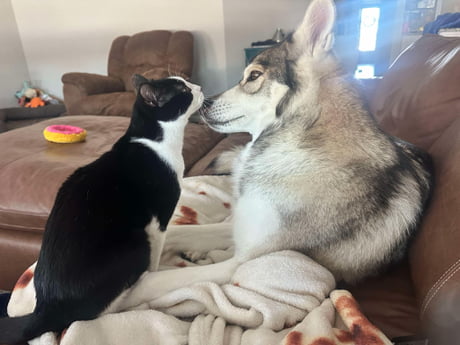 Best Funny dingus Memes - 9GAG